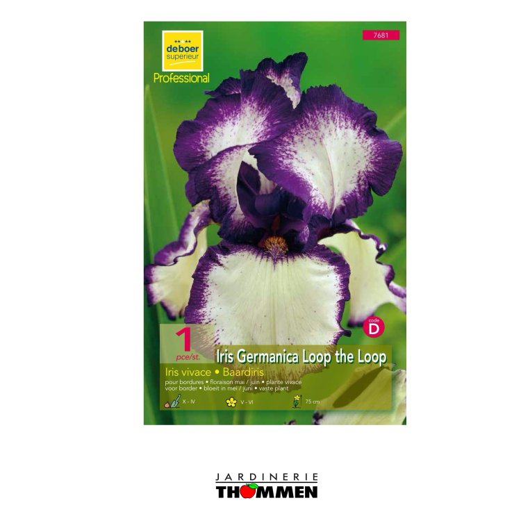 10 IRIS GERMANICA LOPP THE LOOP – Jardinerie THOMMEN